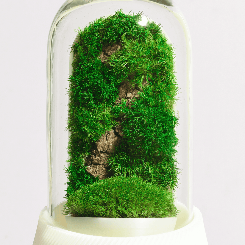 The Pod – Nature’s Pod